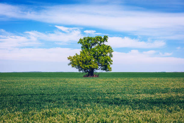Free Stock Photo of Lone Tree Standing in Grass Field | Download Free ...