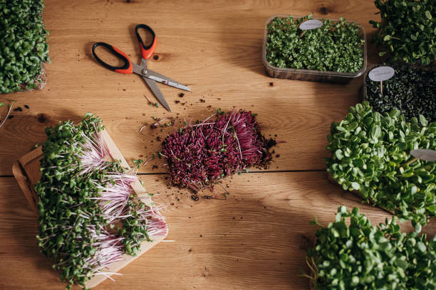 1000+ Microgreens Pictures | Download Free Images on Unsplash
