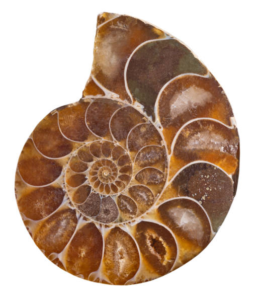 Ammonite Pictures | Download Free Images on Unsplash