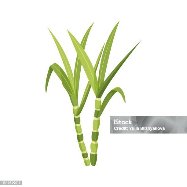 Tangkai Tebu Dengan Daun Terisolasi Di Latar Belakang Putih Ilustrasi