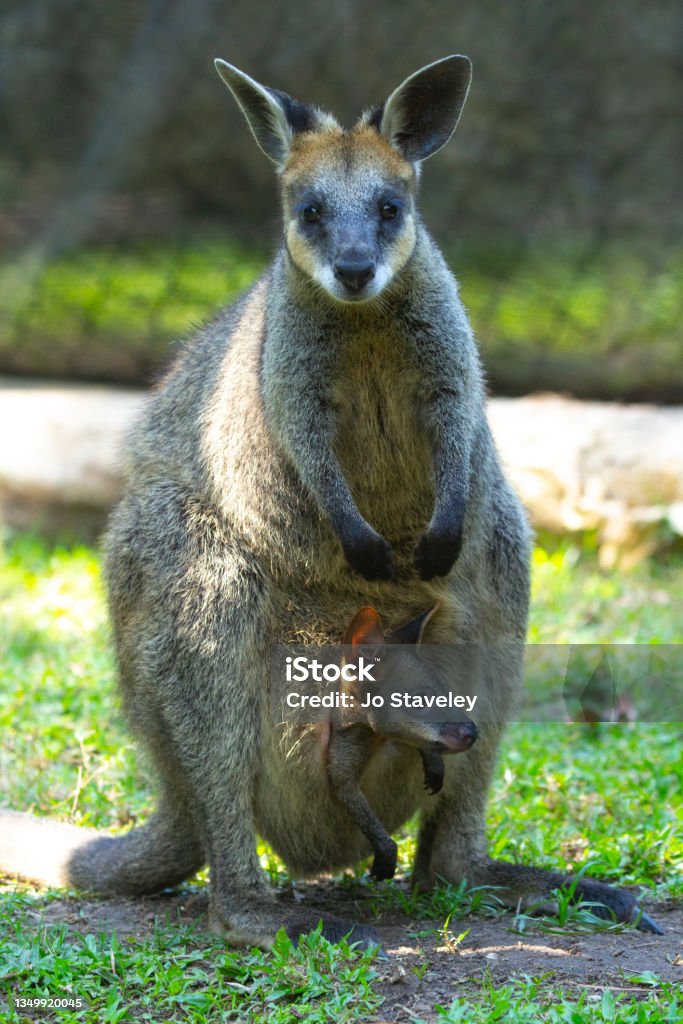 Close Up Photo Of Joey Swamp Wallaby In Mums Pouch Joey Looking Right