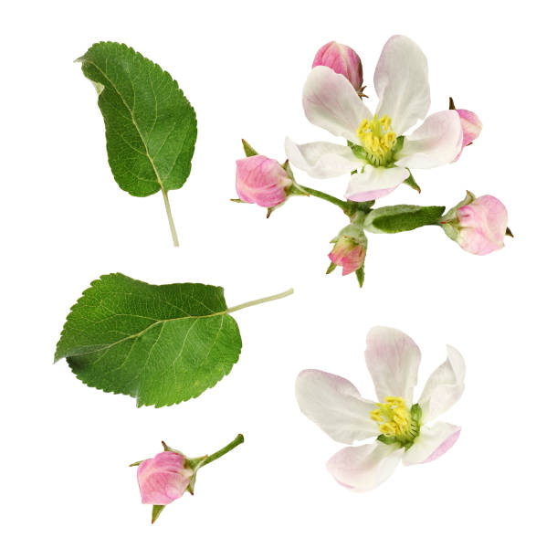 Apple Flower Pictures | Download Free Images on Unsplash