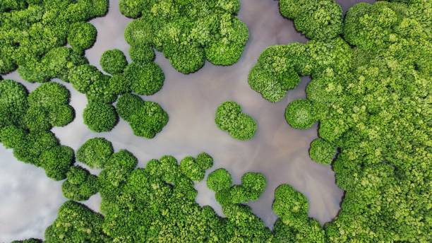 30k+ Mangrove Pictures | Download Free Images on Unsplash