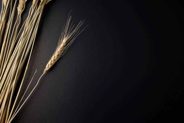 30k+ Wheat Background Pictures | Download Free Images on Unsplash
