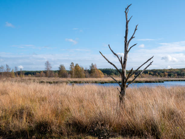 Free picture: Autumn season at swamp with dry grass