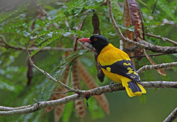 Oriole Pictures | Download Free Images on Unsplash