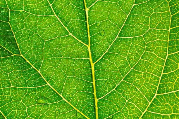 Free Stock Photo of Close-up of a vibrant green leaf texture | Download ...
