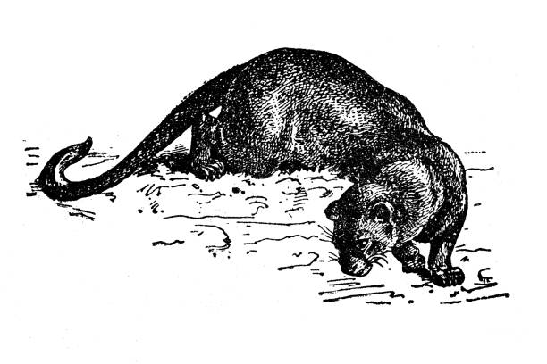 100+ Fossa Stock Illustrations, Royalty-Free Vector Graphics & Clip Art ... 100+ Fossa Stock Illustrations, Royalty-Free Vector Graphics & Clip Art ...