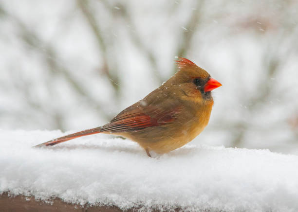 Snow Bird Pictures | Download Free Images on Unsplash