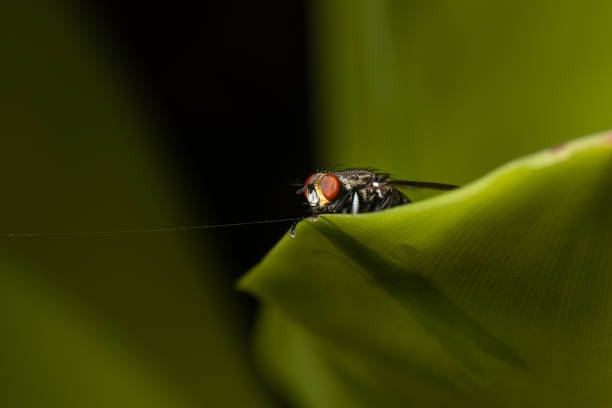 Mosca Pictures | Download Free Images on Unsplash
