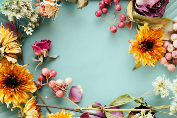 Dried Flower Pictures [HD] | Download Free Images on Unsplash