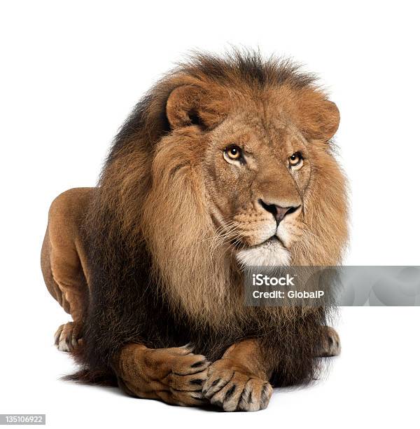 Lion Panthera 사자자리 8 이상의 라잉 사자에 대한 스톡 사진 및 기타 이미지 사자 수컷 흰색 Istock