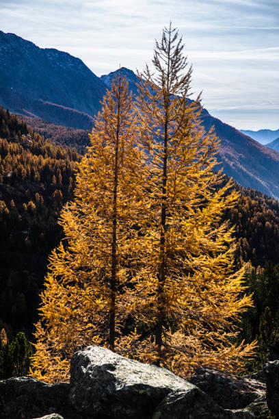 Larch Pictures | Download Free Images on Unsplash