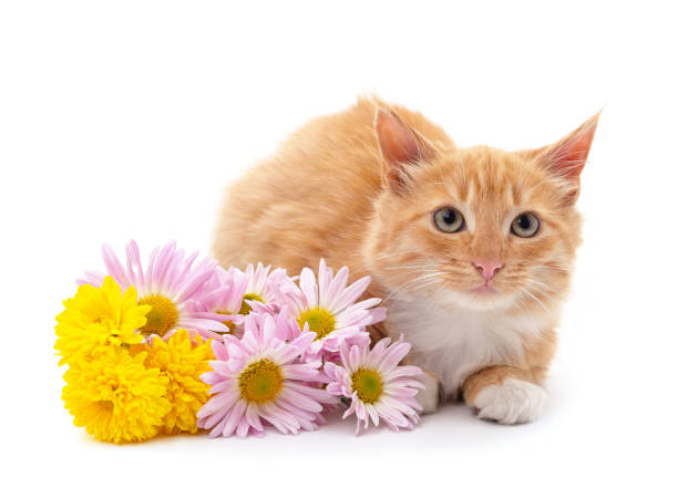Cat Flowers Pictures | Download Free Images on Unsplash
