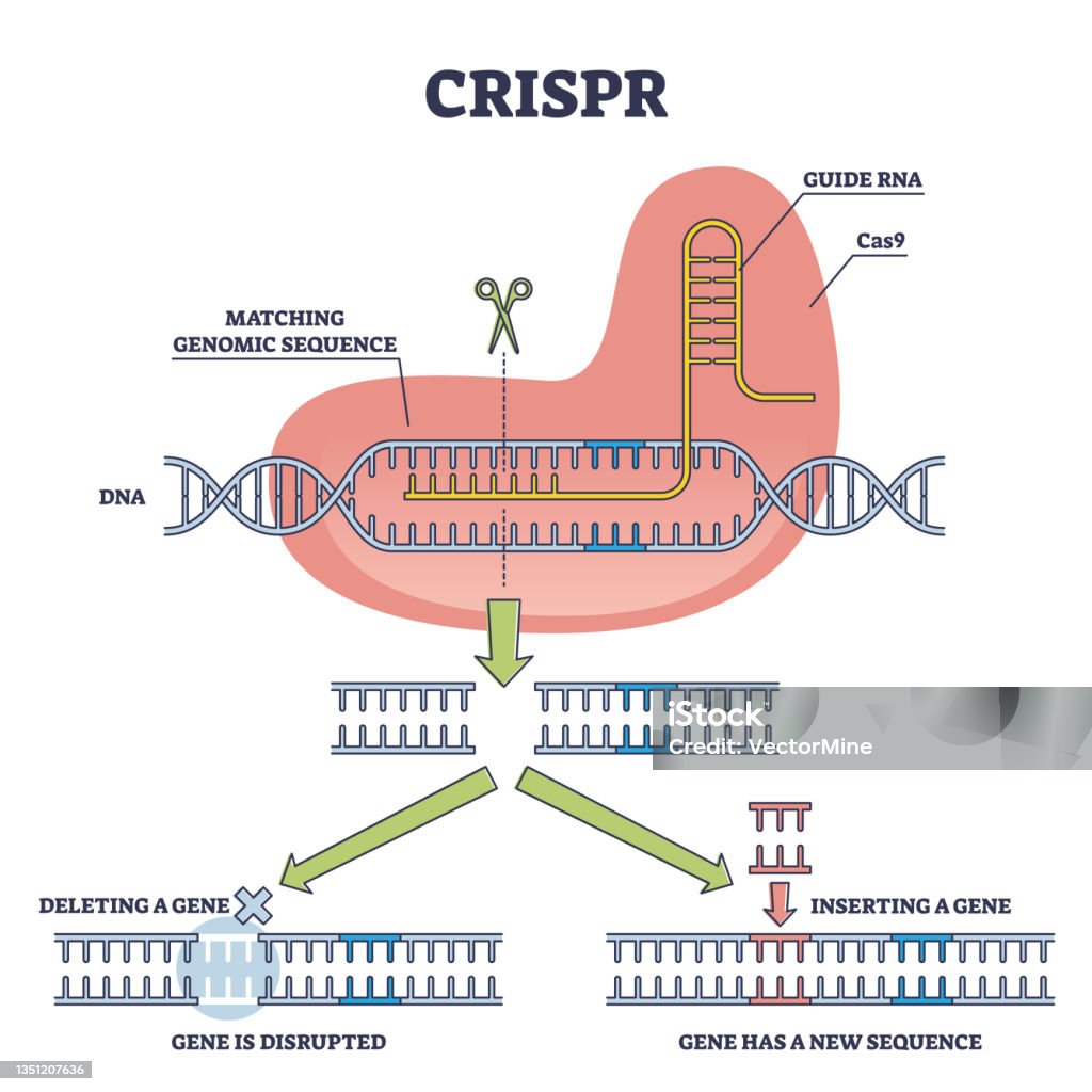 Crispr As Genetic Dna Sequence Engineering With Gene Mutation Outline ... Crispr As Genetic Dna Sequence Engineering With Gene Mutation Outline ...