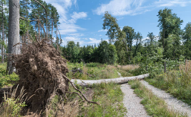 Free picture: Wind damage on tree trunks in forest