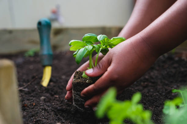 450+ Sprout Pictures [HD] | Download Free Images on Unsplash