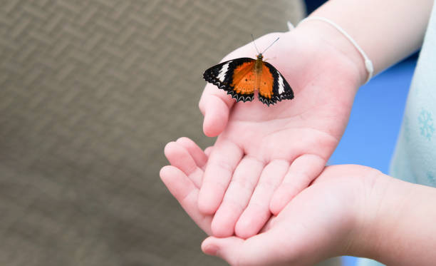 Free picture: Orange yellow monarch butterfly perched on finger close-up