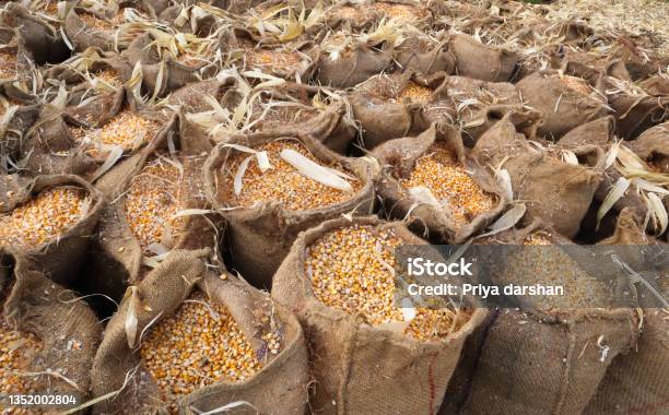 Sebuah Peternakan Jagung Pertanian Dengan Tas Berisi Benih Jagung Untuk ... Sebuah Peternakan Jagung Pertanian Dengan Tas Berisi Benih Jagung Untuk ...