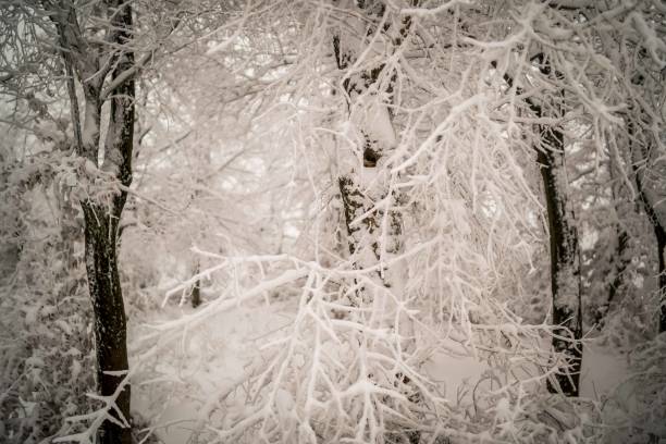 Snow Covered Tree Pictures | Download Free Images on Unsplash