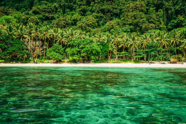 Nido Pictures | Download Free Images on Unsplash