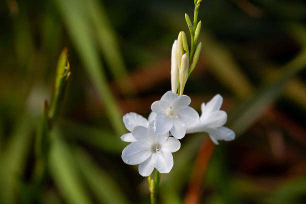 Tuberose Pictures | Download Free Images on Unsplash
