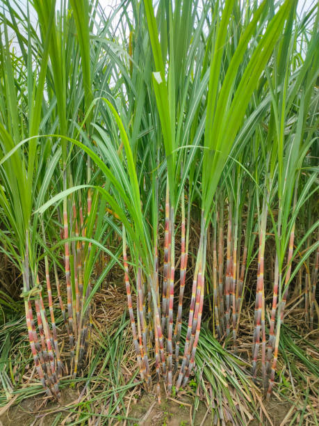 Single Sugar Cane Plant