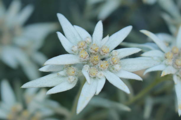 Edelweiss Pictures | Download Free Images on Unsplash