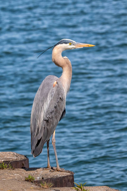 Blue Heron Pictures | Download Free Images on Unsplash