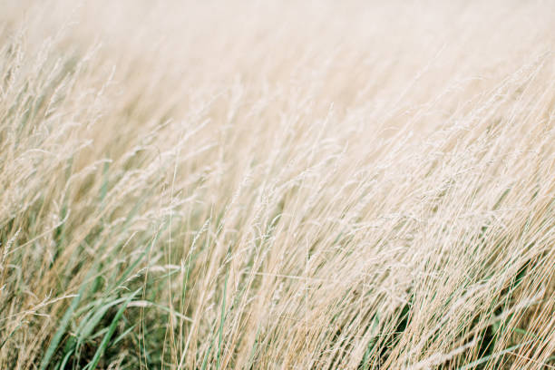 Neutral Landscape Pictures | Download Free Images on Unsplash