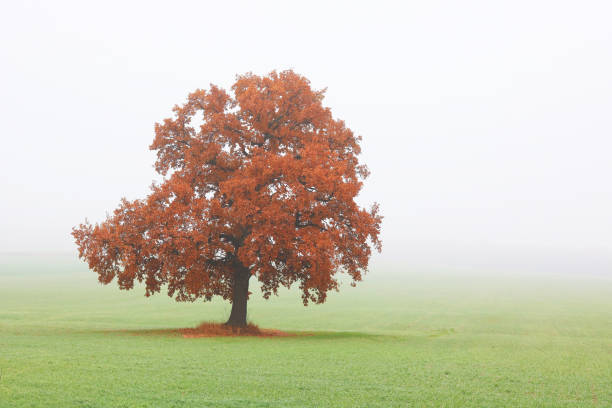 Lone Tree Pictures | Download Free Images on Unsplash