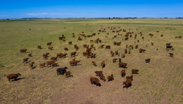 Free Stock Photo of Herd of Cattle Walking Across a Dry Grass Covered ...
