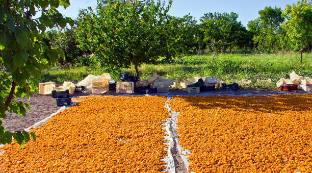 Apricot Tree Pictures | Download Free Images on Unsplash