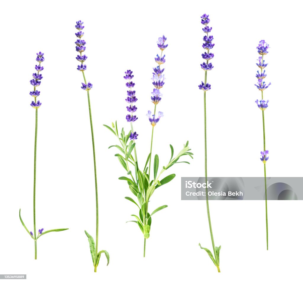 白い背景に紫色のラベンダーの花 フリンジドラベンダーのストックフォトや画像を多数ご用意 フリンジドラベンダー 白背景 アメリカ