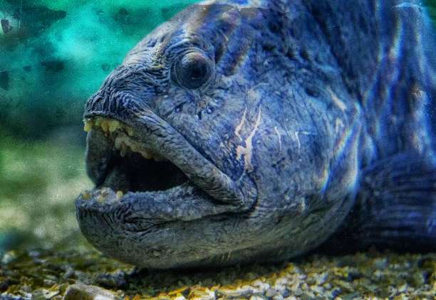 Free wolfish stock photos. Download the best free wolfish images at ...