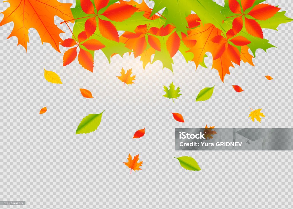 Autumn Falling Leaves Isolated On White Background Autumn Background