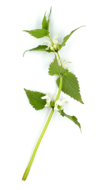 30k+ Stinging Nettle Pictures | Download Free Images on Unsplash