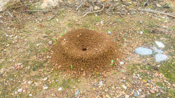 Anthill Pictures | Download Free Images on Unsplash