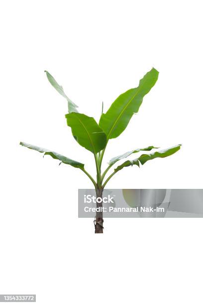 Pohon Pisang Diisolasi Dengan Latar Belakang Putih Dengan Jalur Kliping