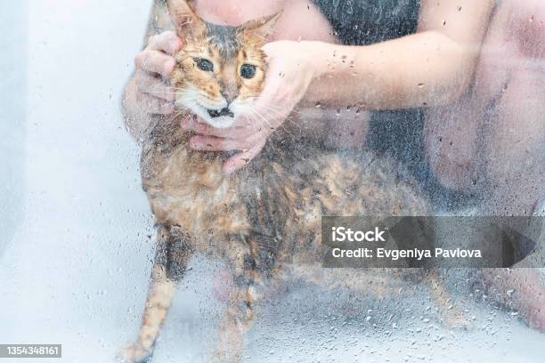 Funny Wet Cat Washing At Shower Cabin Bathing Or Showering To Bengal