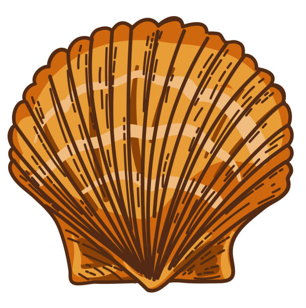 Scallop Clipart