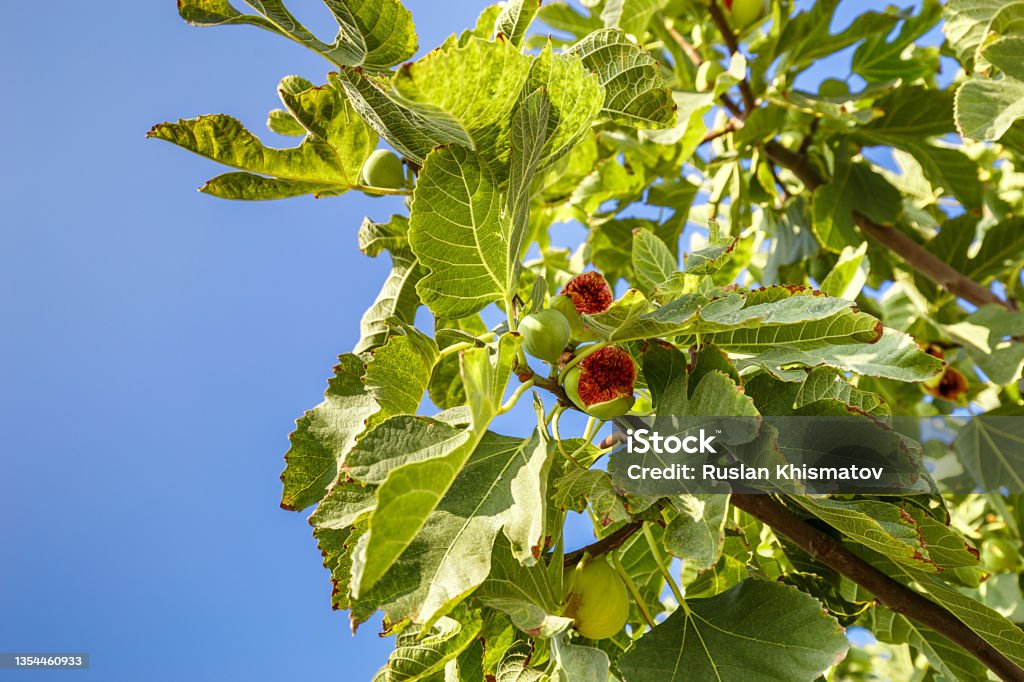 Buah Ara Di Cabang Pohon Ara Dengan Daun Hijau Di Latar Belakang Langit