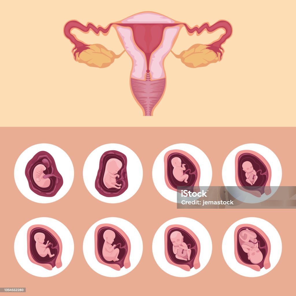 Uterus Dan Perkembangan Embrio Ilustrasi Stok Unduh Gambar Sekarang