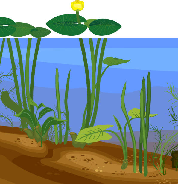 Pond Plants Clipart