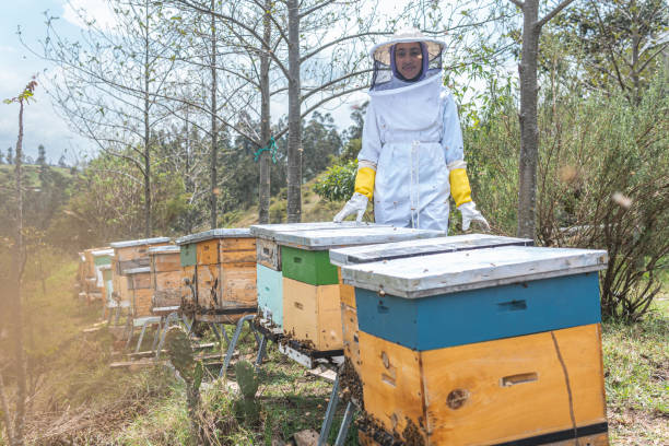 Beekeeping Pictures | Download Free Images on Unsplash