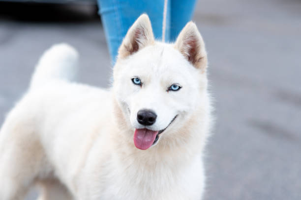 White Husky Pictures | Download Free Images on Unsplash