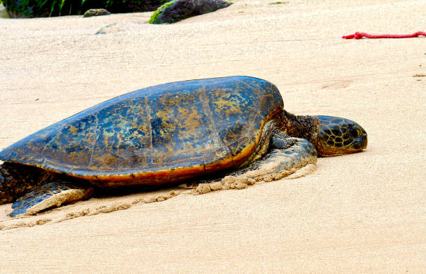 Free picture: green, sea, turtles, climb, onto, beach