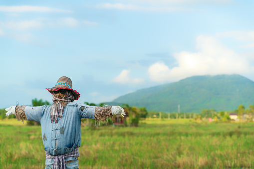 Orangorangan Sawah Dengan Latar Belakang Bidang Pertanian Orangorangan