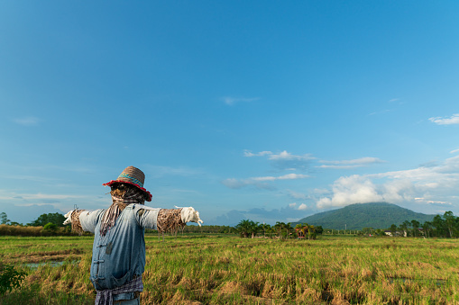 Orangorangan Sawah Dengan Latar Belakang Bidang Pertanian Orangorangan