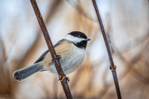 Chickadee Pictures | Download Free Images on Unsplash